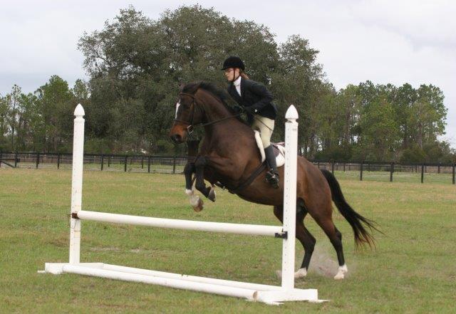 Pine Ridge Estates Homes for Sale, Real Estate in Beverly Hills Florida ...